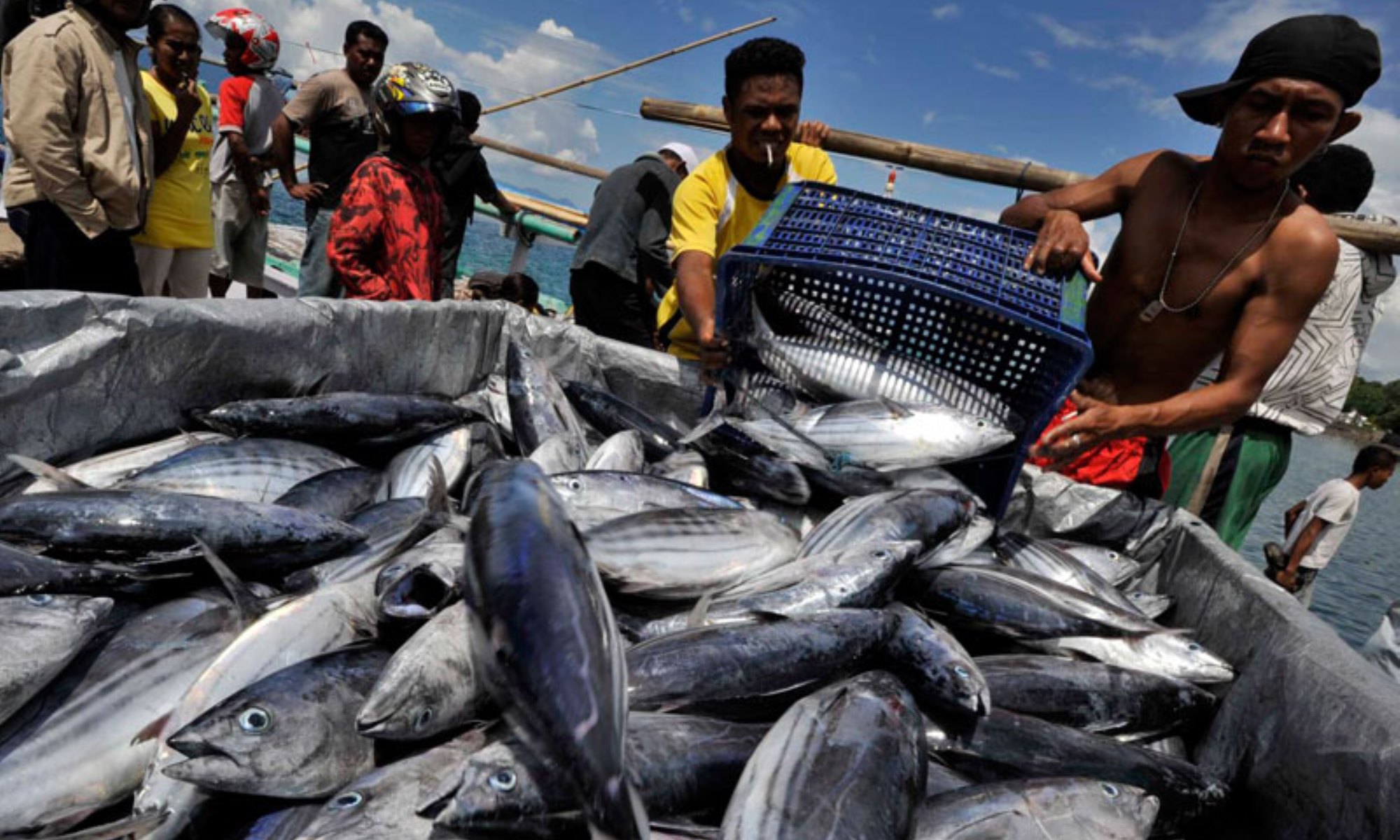 Produksi Perikanan Berau Semester 1 2024 Mencapai 13.909,9 Ton ...